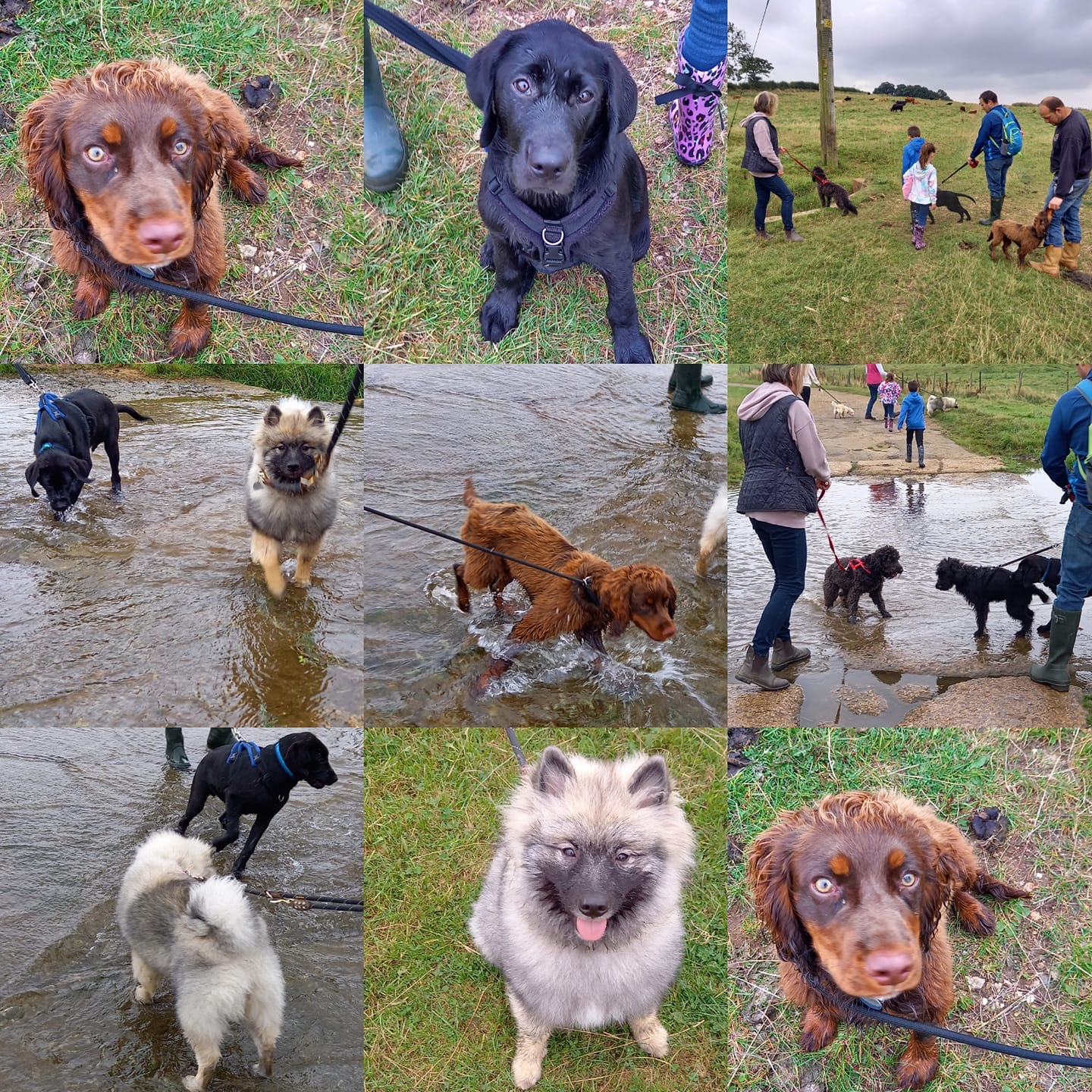 Puppy socialisation - the good, the bad and the dangerous! - Help for ...